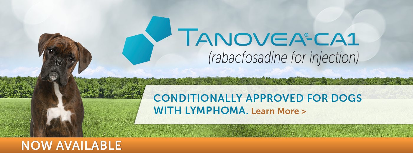 Cancer Treatment For Dogs | Dog Lymphoma Treatments - VetDC