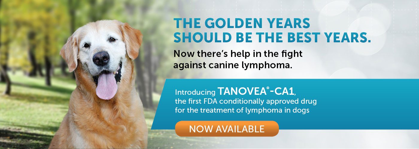 Dog Lymphoma & Advanced Cancer Treatments | Home | VetDC